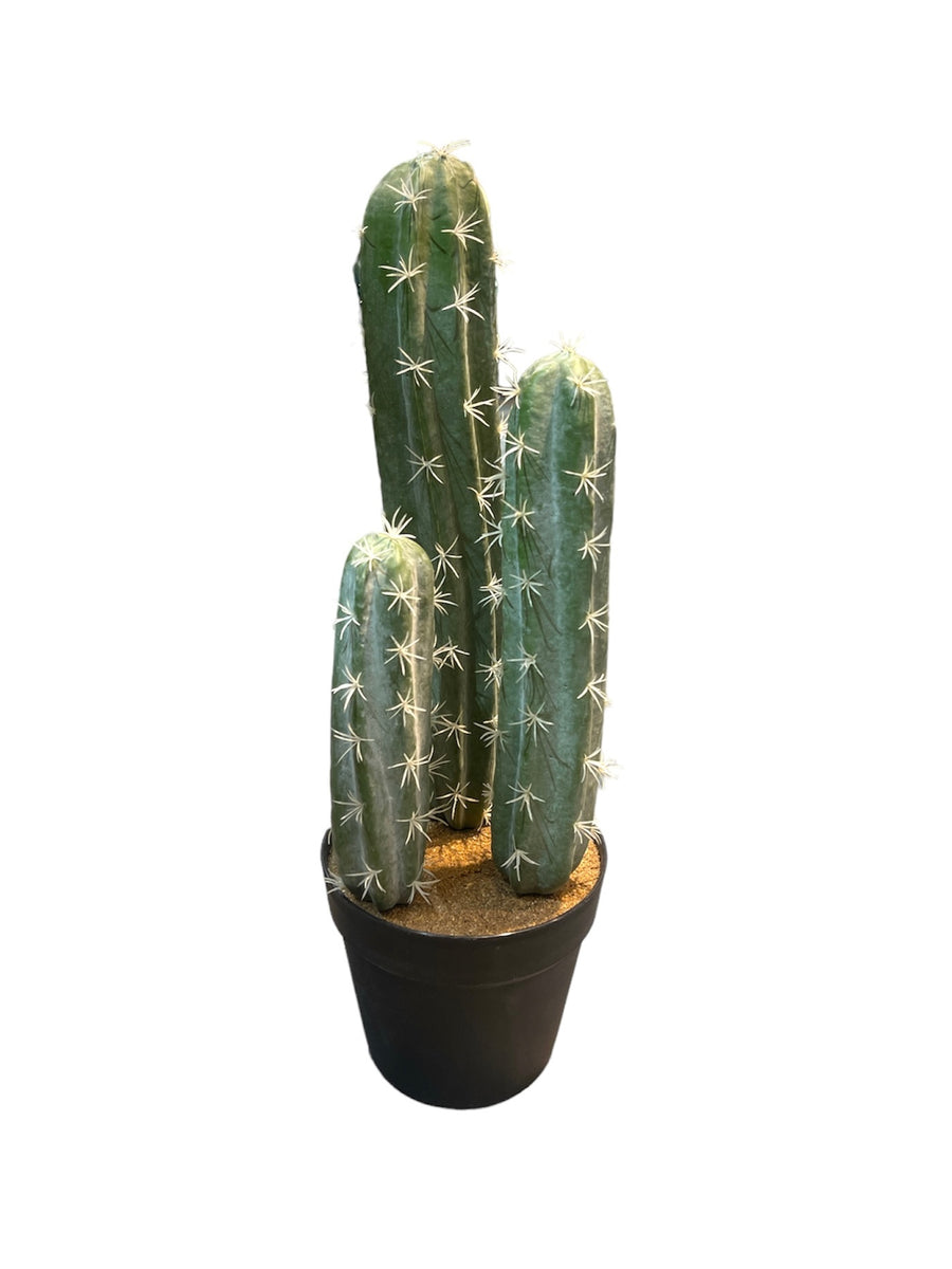 Dagger Cactus – mingsing flowers